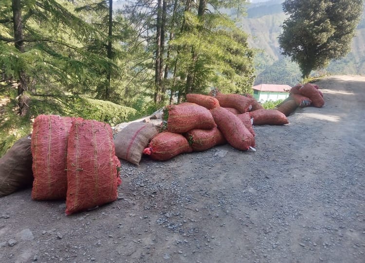 Frasbean Prices Fell By Rs 18 In A Day - Chamba News - Chamba News:एक ...