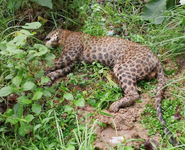 In Maharajganj, Leopard Died Under Suspicious Circumstances In ...