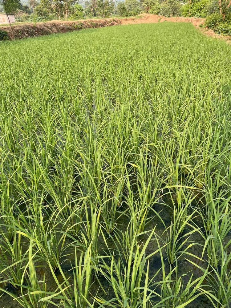 Due To Lack Of Rain In Bbn Leaf Wrap Disease In Paddy - Shimla News - Shimla News:बीबीएन में ...