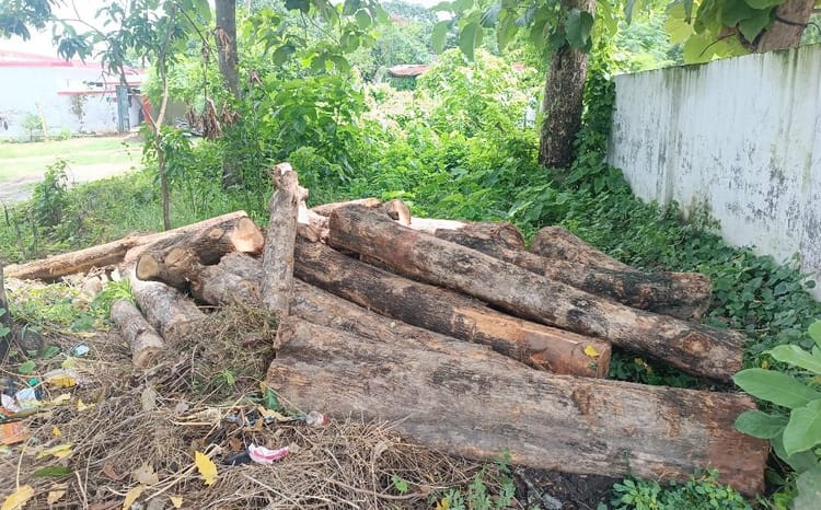 Police Released Illegal Wood Loaded On Tractor-trolley, Forest ...
