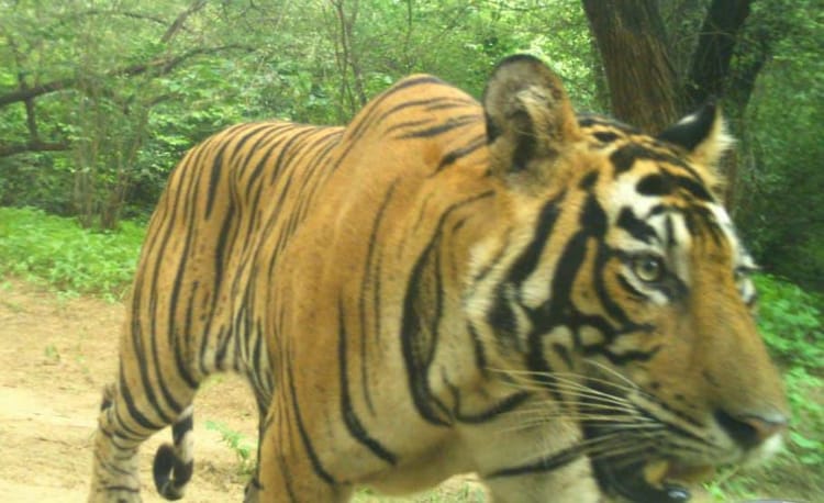 Kanpur Zoo Doctor Reached Bahraich To Catch Killer Tiger, Said Will Be ...