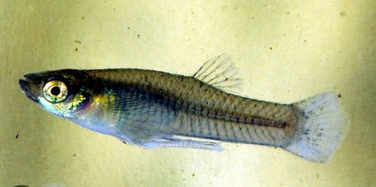 Gambusia Fish Will Eliminate Mosquito Larvae In The Pond - Amethi News ...