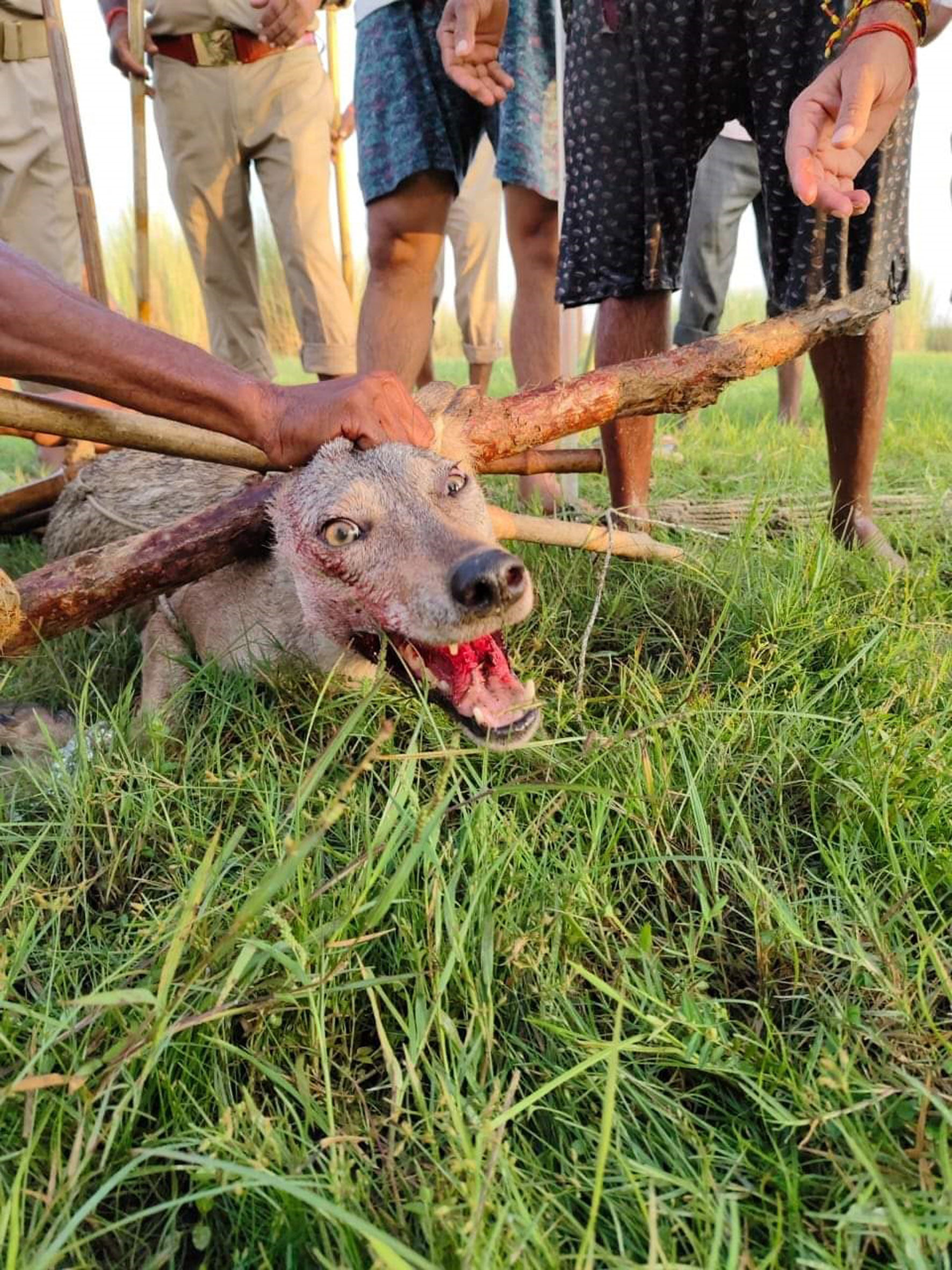 Bahraich News: Three People Including A Child Injured In Wolf Attack ...