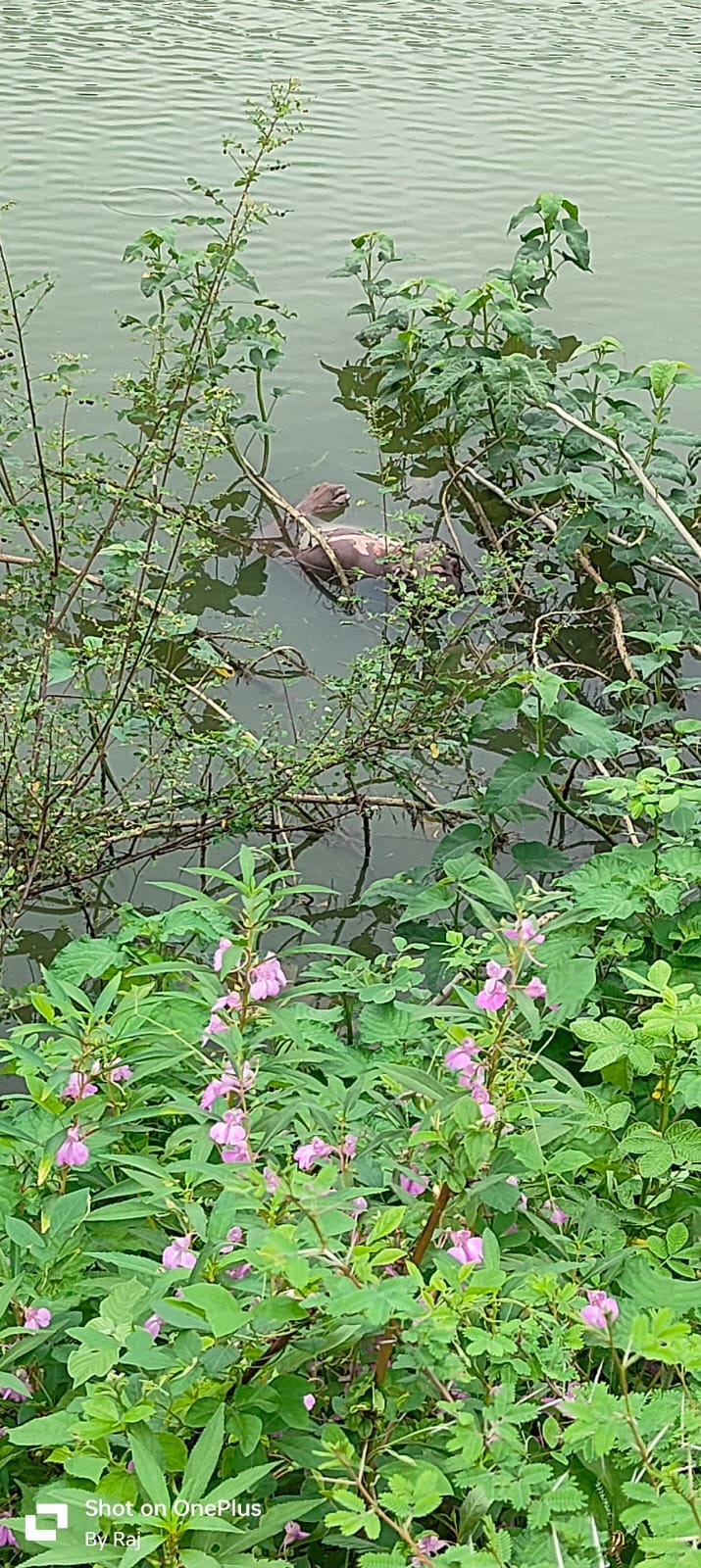 Umaria News Dead Body Of Lala Kol Youth Drowned In Narwar Pond Found ...