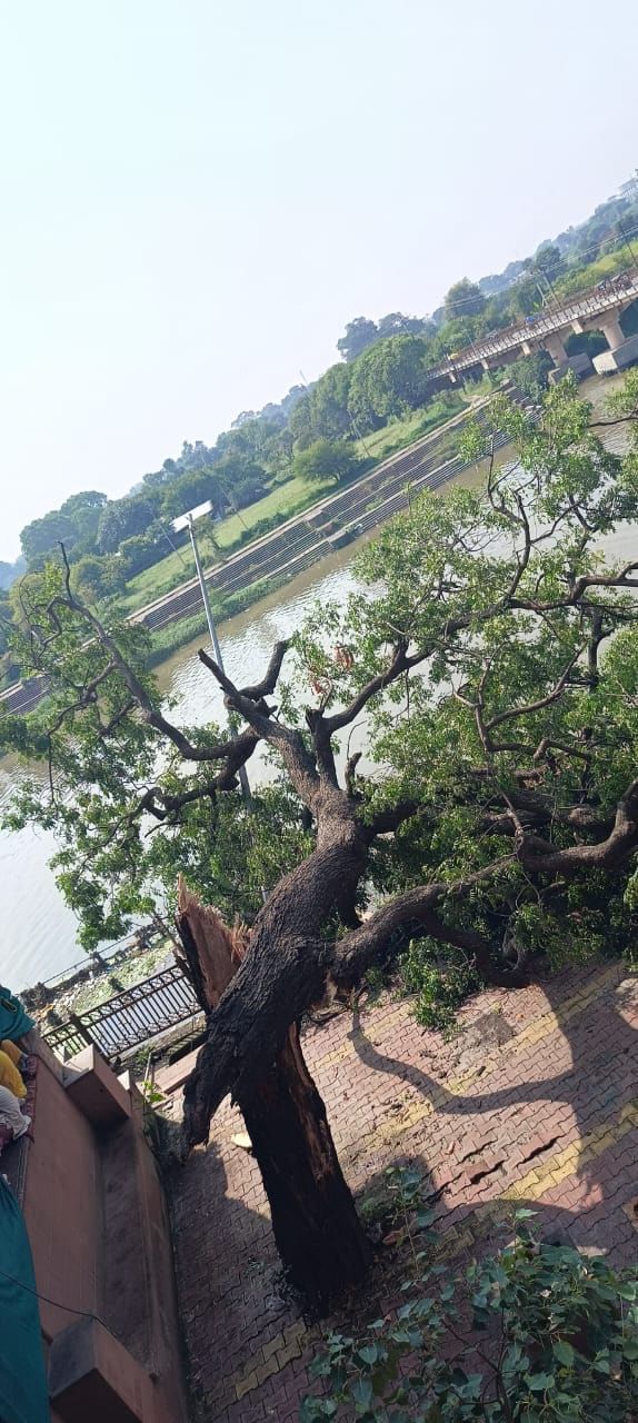 Ujjain News: A Tree Had Fallen In The Mangalnath Temple Complex In The ...