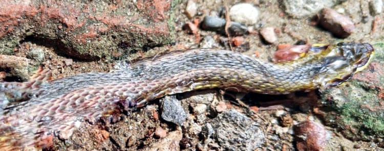 Painted Keelback Snake Seen In Dudhwa After 117 Years - Lakhimpur Kheri ...