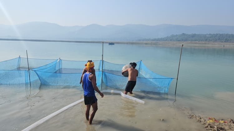 56 Lakh Fish Seeds Put In Gobind Sagar Lake - Bilaspur News - Bilaspur ...