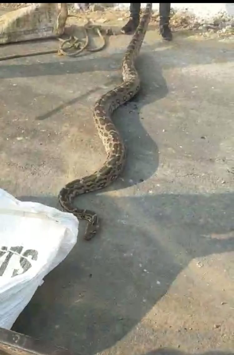 15 Feet Long Python Found In Jaant - Mathura News - Mathura News:जैंत ...