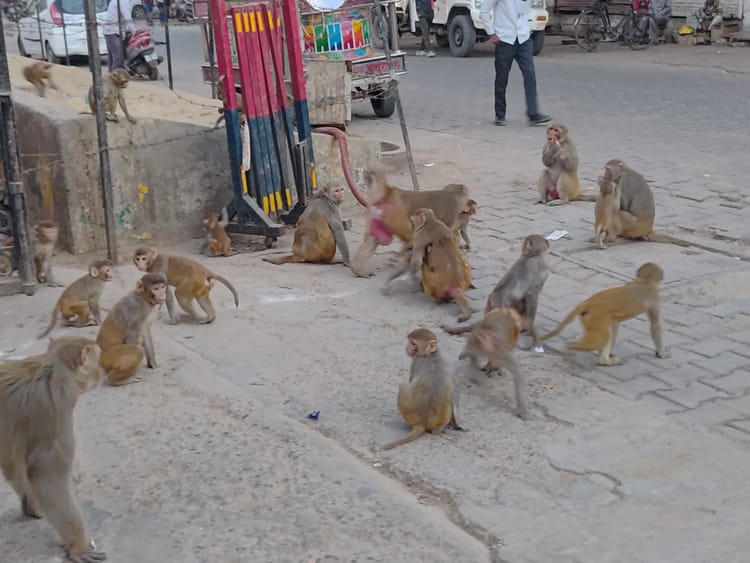 Monkeys Are Causing Havoc And Harming Trees And Plants - Agra News - Up ...