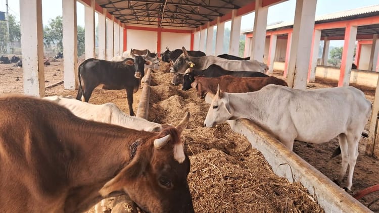 Dead Bodies Of More Than A Dozen Cattle Found Near Cowshed Of Jhankri ...