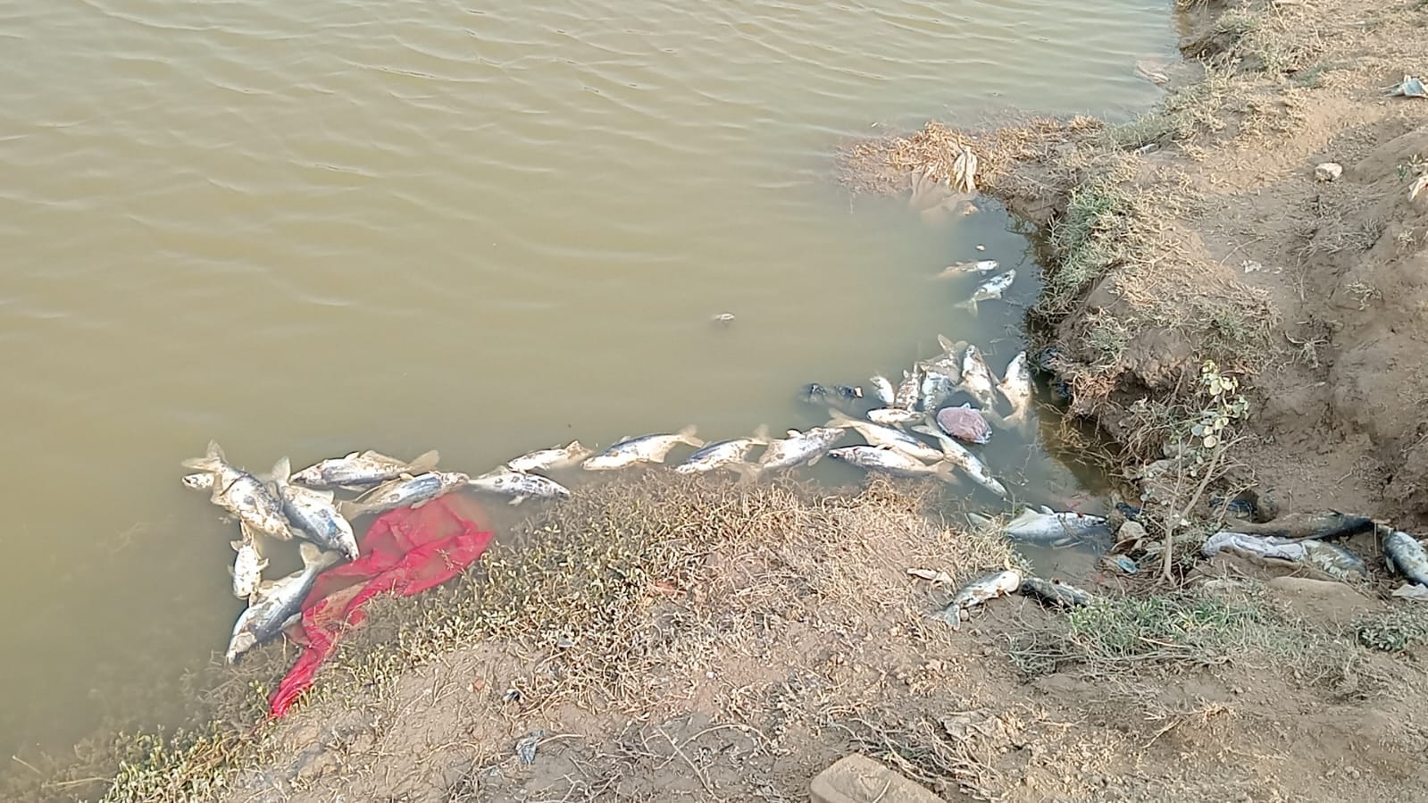 Thousands Of Fish Died Due To Low Water Level In Blue Bird Lake - Hisar ...