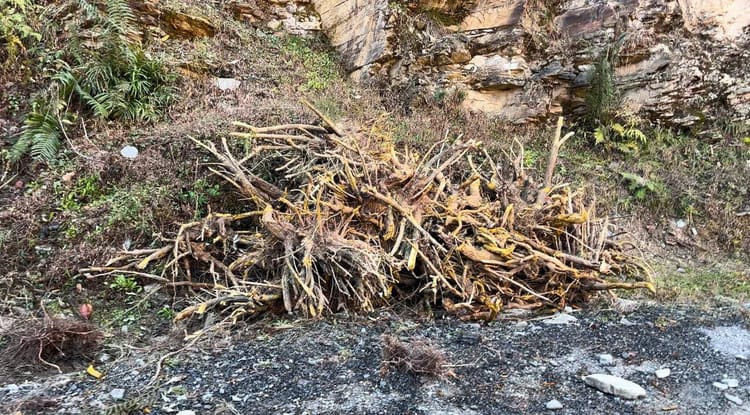 Rs 32,000 Fine For Removing Kashmal Roots From Forest Land - Chamba ...