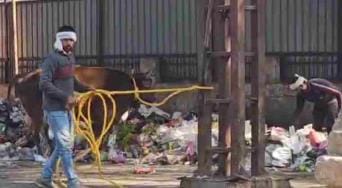 Bullying... Whoever Catches My Cow, I Will Shoot Him, The Cattle Keeper ...