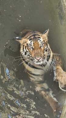 Damoh Tigress Fell Into A Well In Pench Tiger Reserve, Released In Rani ...