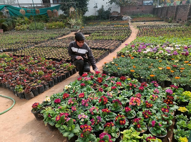 Jammu, Gardning, Flower - Jammu News - Jammu News:रंग बिरंगे फूल और ...