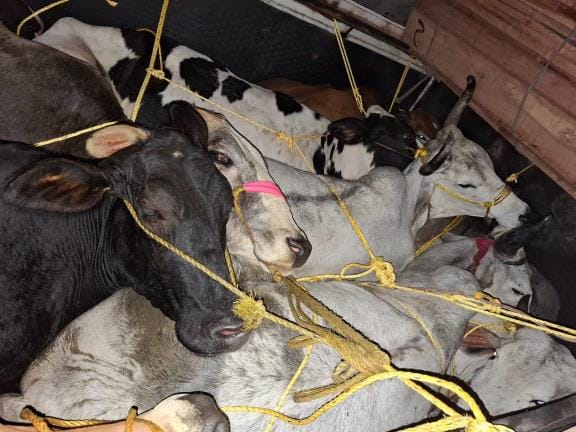 Police Free 16 Cattles From Truck - Kathua News - Kathua News:पशु ...