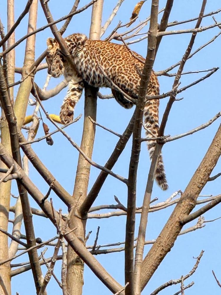 Leopard Seen Resting On A Tree, Video Goes Viral - Bahraich News ...