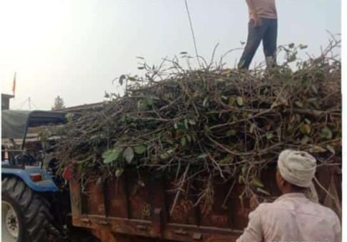 People Angry Over Cutting Of Pakad Tree At The Intersection ...