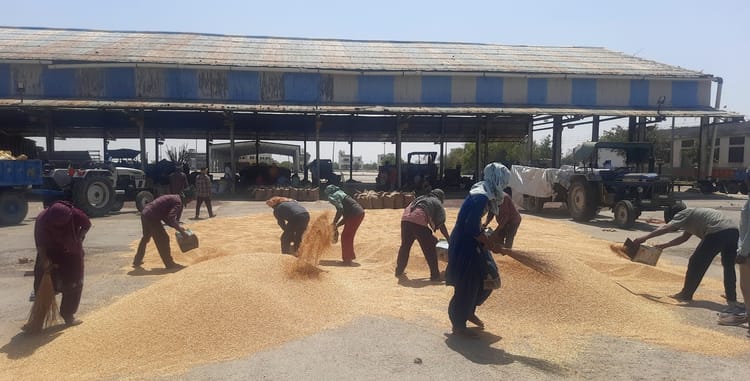 Inflow In Grain Market Increased, 50 Quintals Of Wheat Sold At A Rate ...