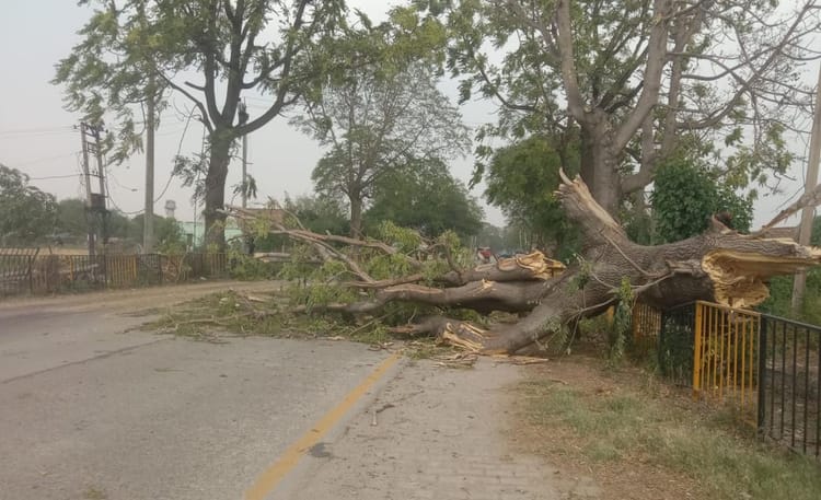 47 Trees Fell Down - Charkhi Dadri News - Charkhi Dadri News:आंधी से जिले में 47 पेड़ गिरे, तीन ...