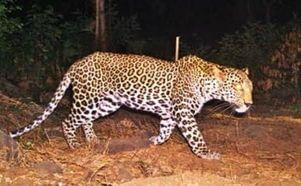 Four Paws Warned Leopard Body Parts Being Smuggled In International ...