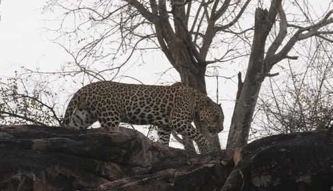 International Leopard Day Over 20 Leopards In Veerangana Tiger Reserve ...