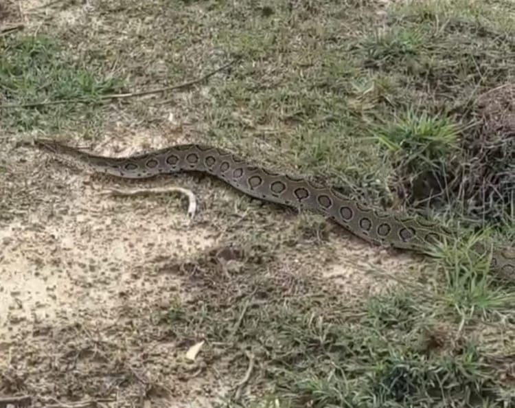 Python And Russell Viper Seen, Panic - Balrampur News - Balrampur News ...