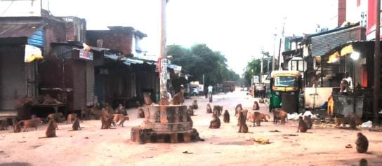 Monkeys Causing Havoc In The Streets Of Muradganj - Auraiya News ...