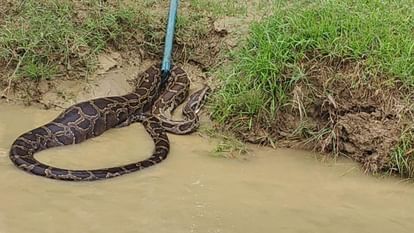 20 Feet Long Python Swallowed Goat And Spat It Out Later - Balrampur ...