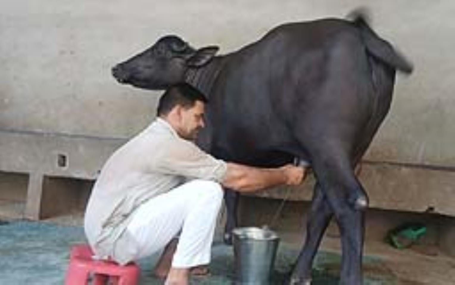 Up News:दूध उत्पादन में तो यूपी नंबर एक, पीने में फिसड्डी; पुरुषों की ...