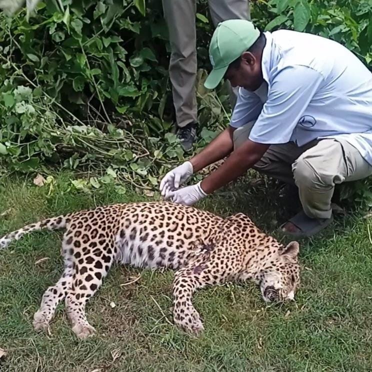 The Dead Body Of A Female Leopard Was Found On The Edge Of The Forest ...