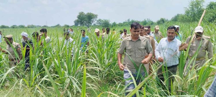 The Forest Workers Did Combing, The Tiger Kept Growling - Lakhimpur ...