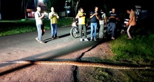Passersby Stopped After Seeing A Python Crossing The Road And Made A Video - Meerut News - सड़क ...