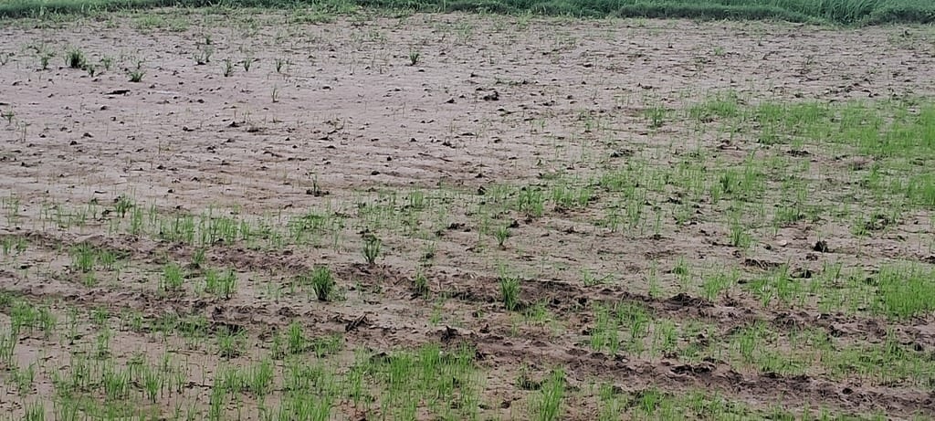 Rspura News, Tawi River Overflow News - Jammu News - Jammu News:निक्की ...