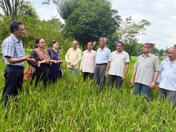 Inspection Of Paddy Crop Done In Ichhi - Kangra News - Kangra News ...