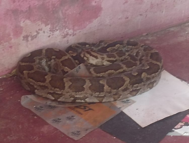 A 10-foot Python Scares A Family - Basti News - Basti News:10 फीट का ...