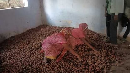 Chipsona Potato Prices Fall Sharply, With Prices Falling By Rs 150 To ...