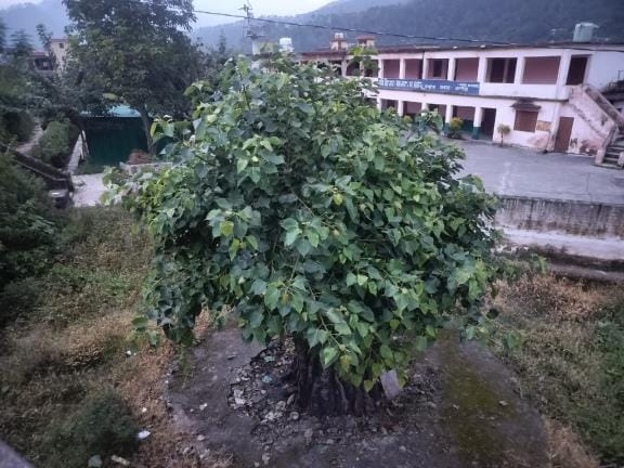 The Dead Peepal Tree Became Green Again Due To Charbatia Paste ...