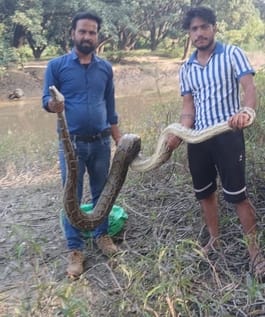 A 13-foot-long Python Was Caught And Released To A Safe Place. - Bijnor News - Bijnor News:13 ...