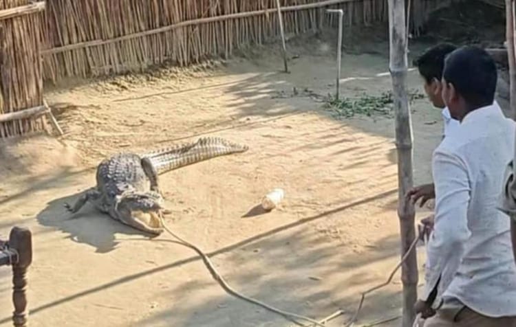 Giant Crocodile Enters House - Bahraich News - Bahraich News:घर में घुसा विशालकाय मगरमच्छ