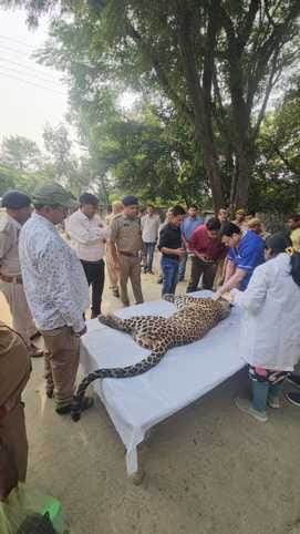 A Five-member Team Conducted The Post-mortem Of The Leopard's Carcass ...