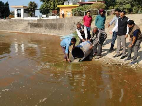 Grass Carp Fish Released In The Pond Of Nalagarh Heritage Park - Solan ...