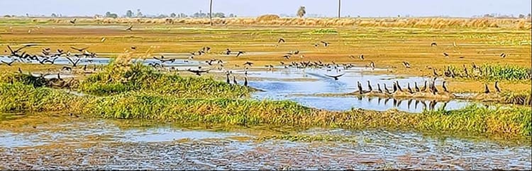 Migratory Birds Arrive At The Lakes Formed By Stagnant Water In The ...