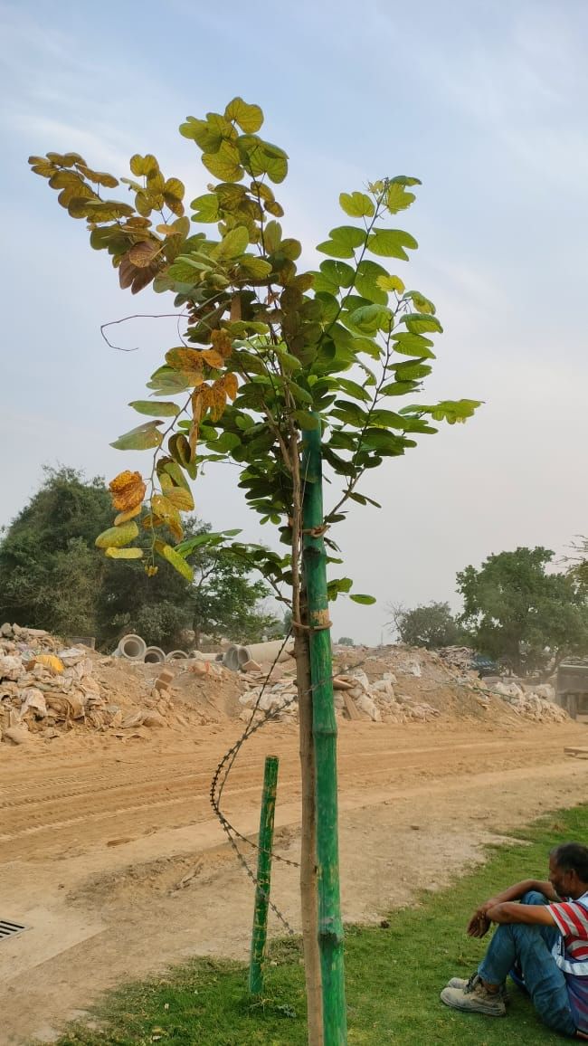 The Kovidar Flag Fluttering On The Ram Temple Will Give The Feeling Of ...