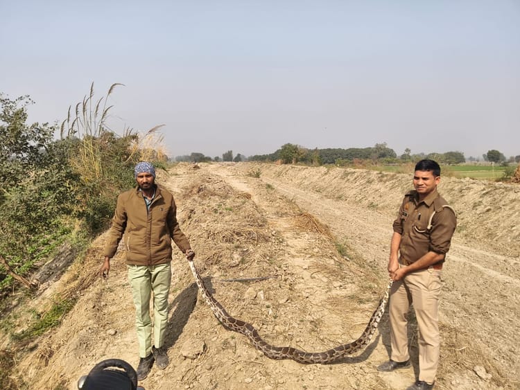 A 10-foot-long Python Was Found In Shahbazpur Village. - Aligarh News - Aligarh News:गांव ...