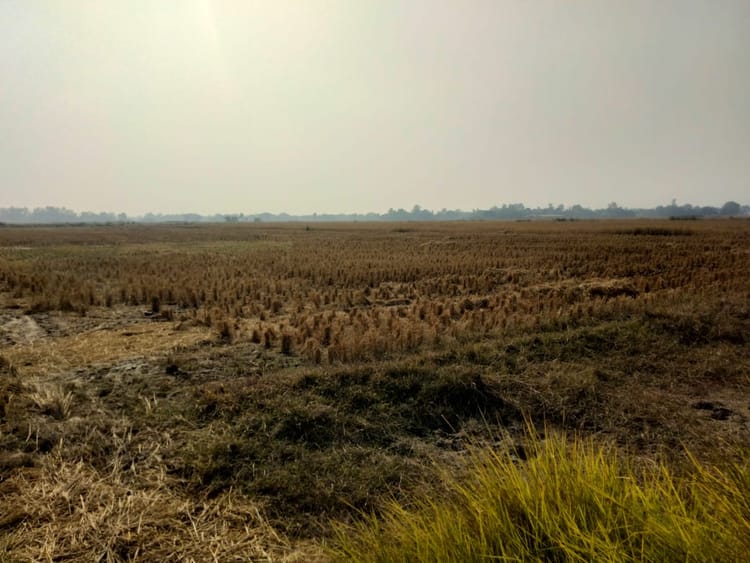 Direct Sowing Of Paddy Was Found To Be Fake In Verification, 5134 ...