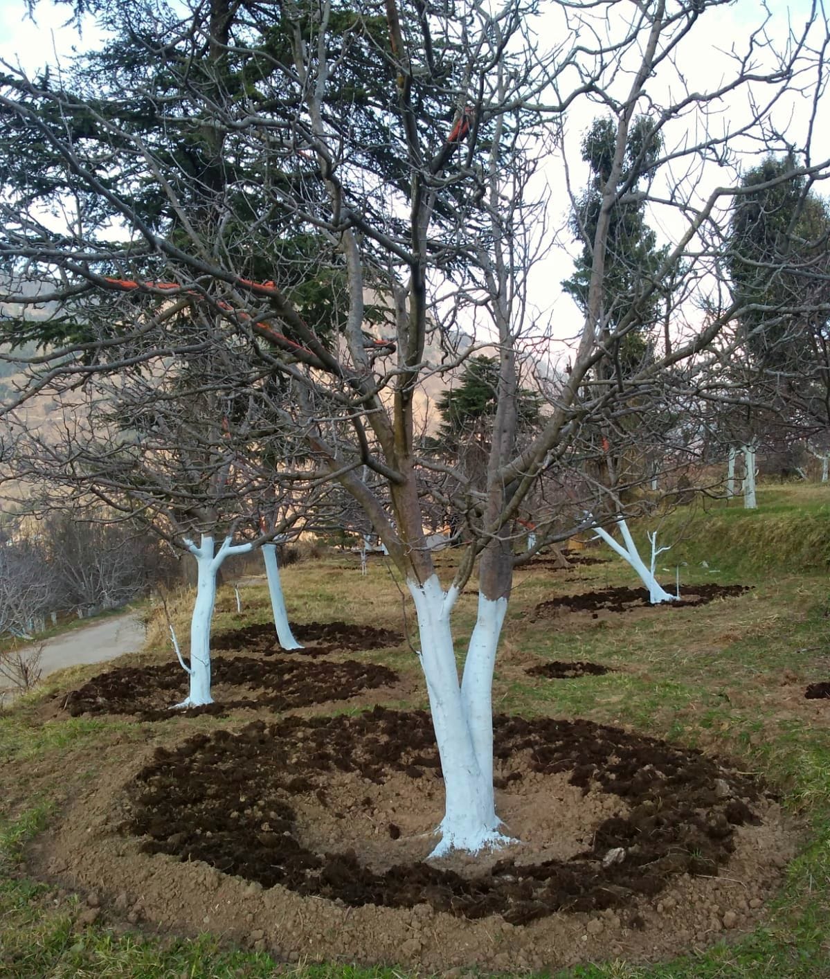 Negligence In Fertilizing Is Increasing Phosphorus In The Soil ...