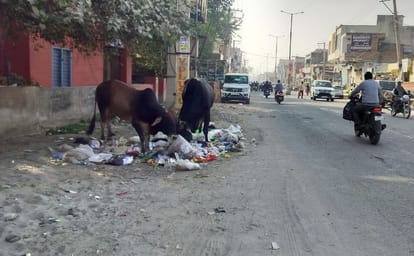 The Green Belt In Sector-9 On Safidon Road Will Be Revamped; The Bids ...