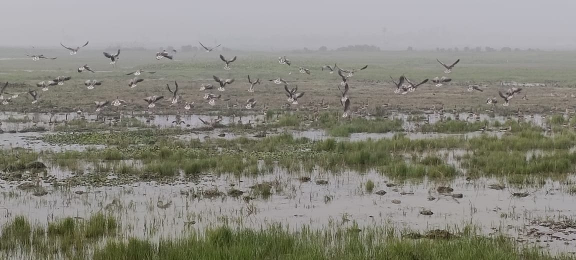 A Watch Tower Has Been Built In The Wetland, Allowing Tourists To See ...