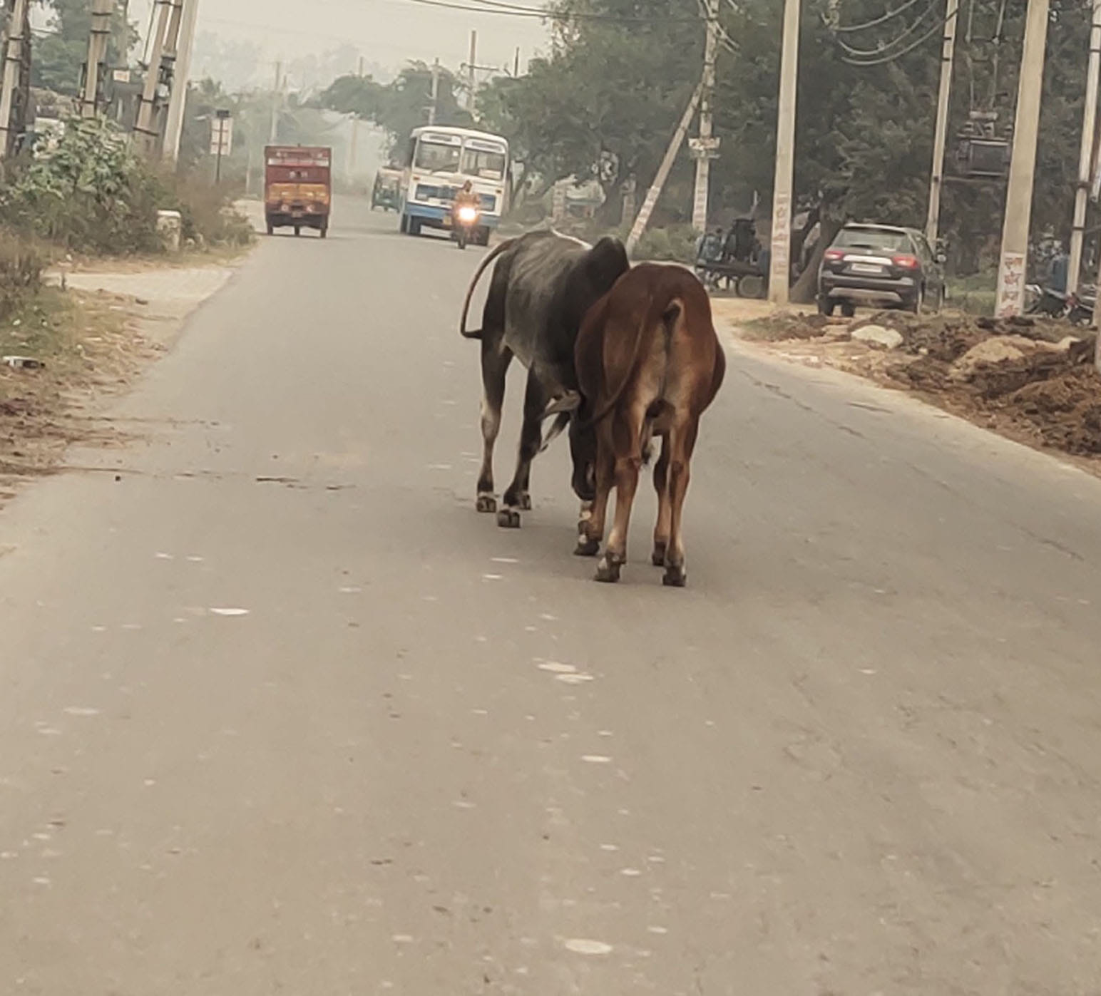 Stray Cows Roaming The Streets Are Causing Accidents. - Panipat News ...